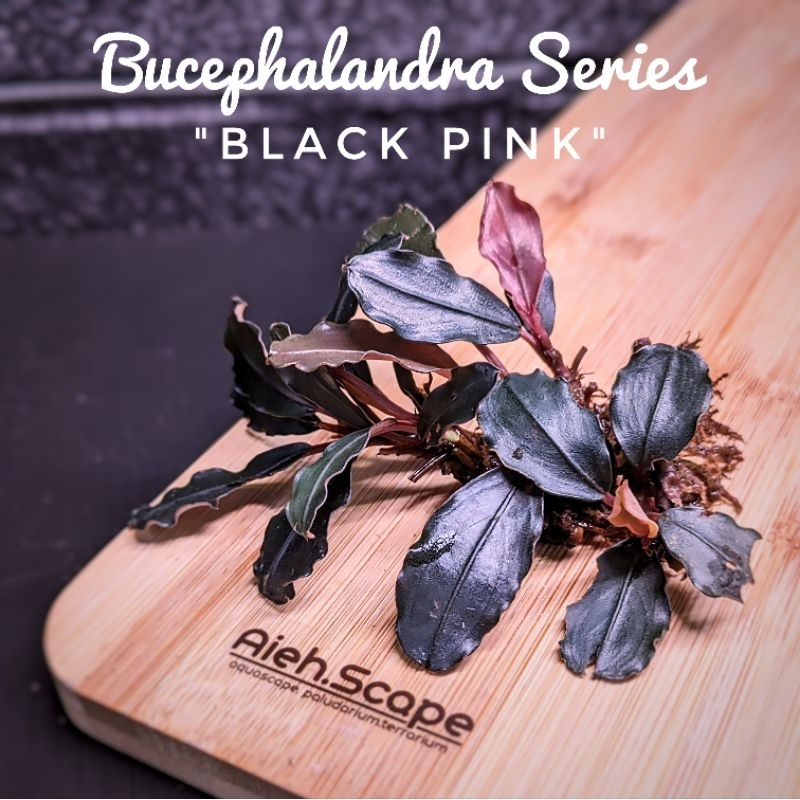Bucephalandra Sp. Black Pink (Stalk) Rare aquatic plants for aquarium, paludarium and terrarium ...