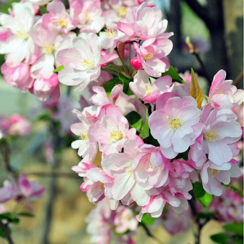 #Malus spectabilis flower seeds 10pcs#Biji benih bunga Malus ...
