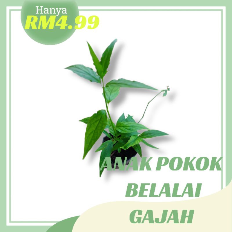 Anak Pokok Belalai Gajah | Shopee Malaysia