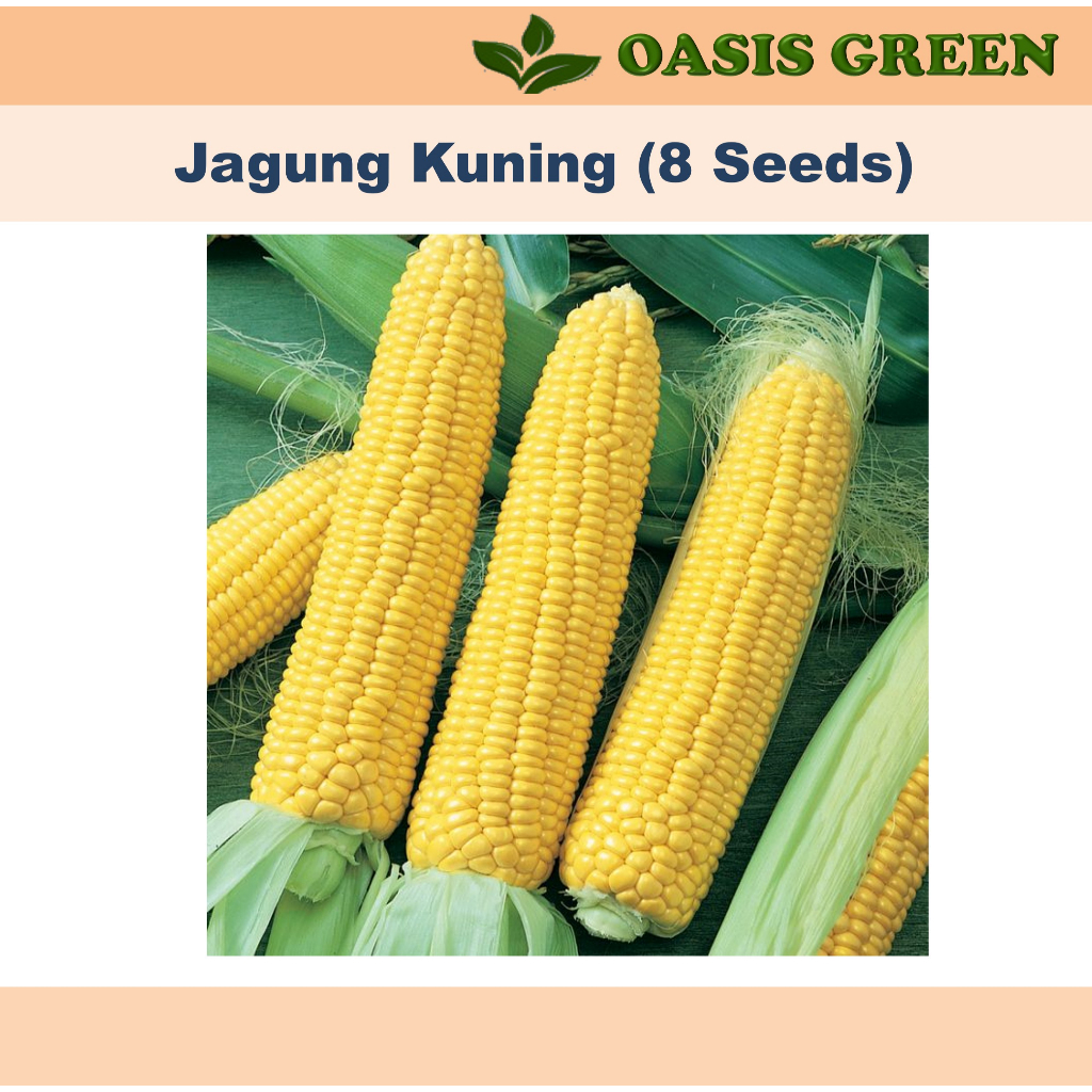 Biji Benih JAGUNG Kuning (8 seeds) / Yellow Corn seeds | Shopee Malaysia