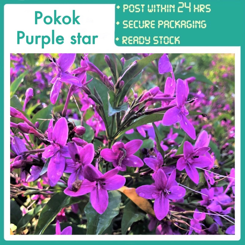 PBN - Pokok purple star - Pseuderanthemum laxifolium shooting amethyst ...