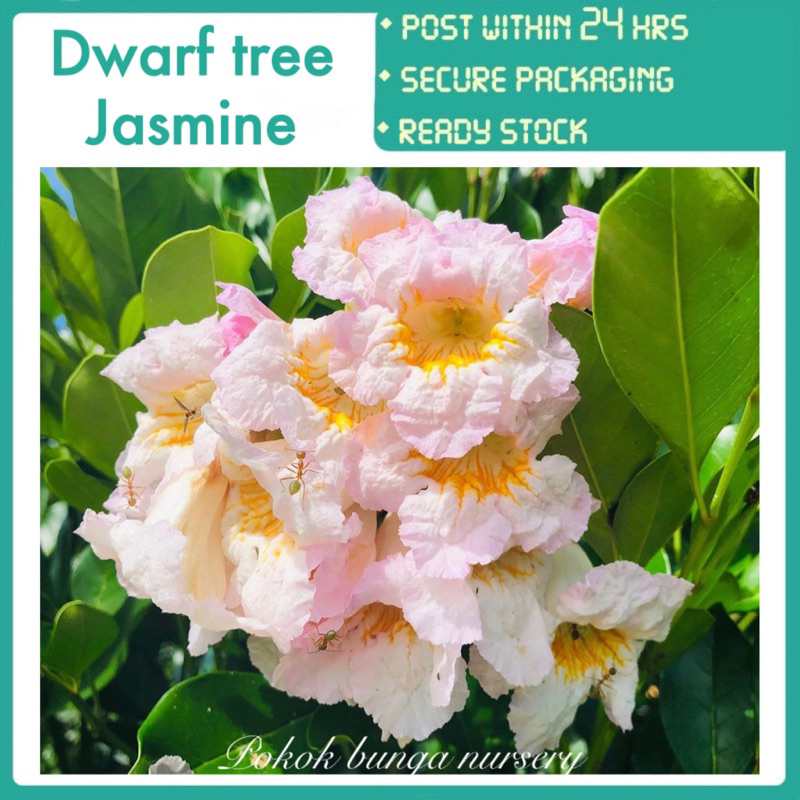 PBN - dwarf tree jasmine - radermachera kunming peep thong fragrance ...