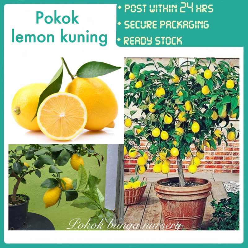 PBN - Pokok lemon kuning - Pokok bunga nursery limon tree fruit ...