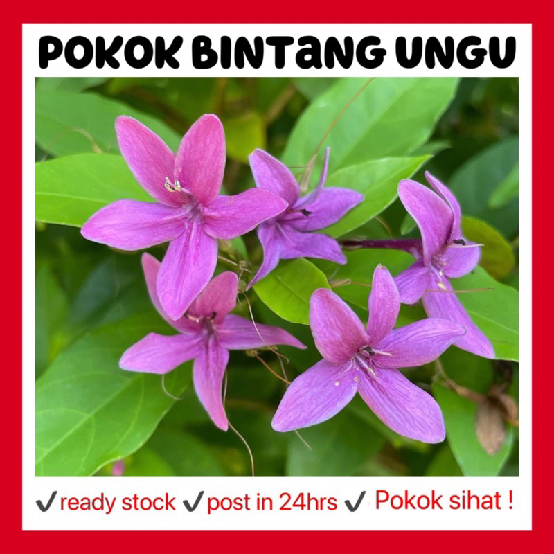 RINA • pokok bintang ungu • pseuderanthemum laxiflorum purple shooting ...