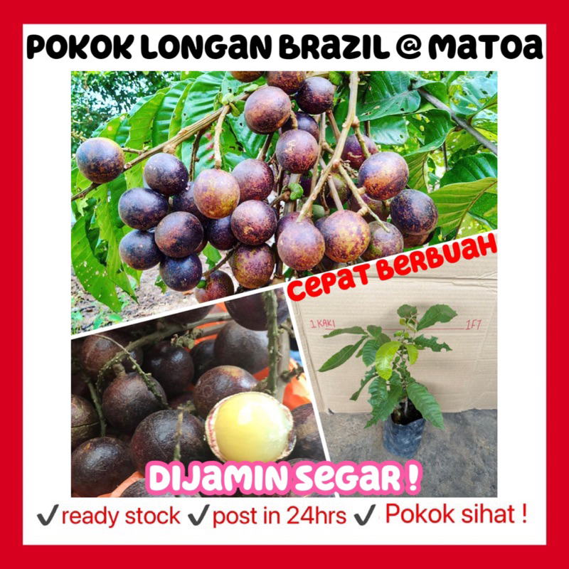 RINA • pokok longan Brazil @ matoa • buah tiga rasa fruit sapling ...