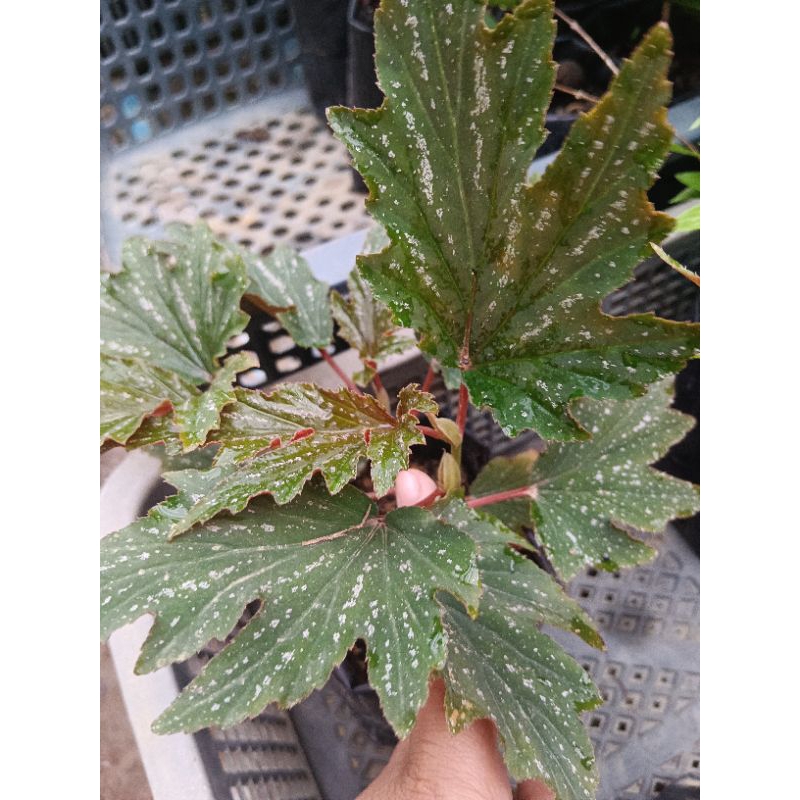 Asam Batu / Begonia / Rare / Anak pokok ( saiz s ) | Shopee Malaysia