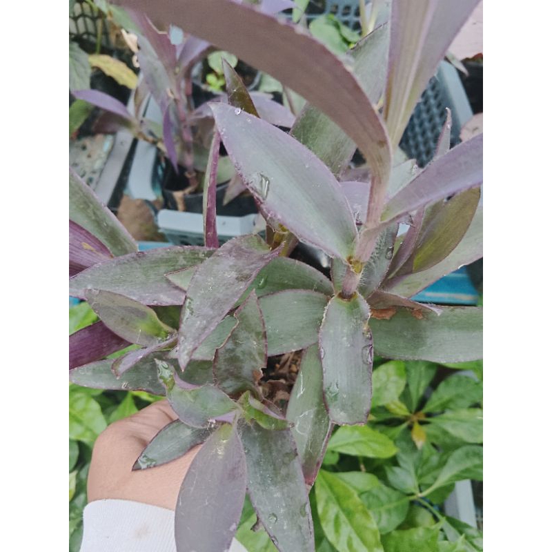 Pokok Purple heart / pokok unggu / anak pokok | Shopee Malaysia