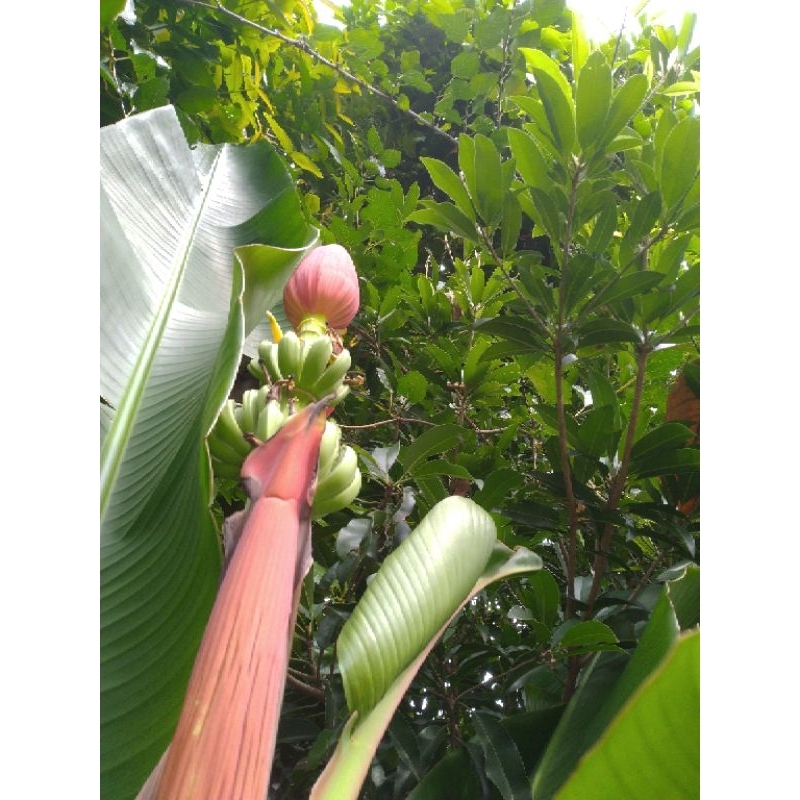 Anak Pokok Pisang Bunga/Pisang Hutan | Shopee Malaysia