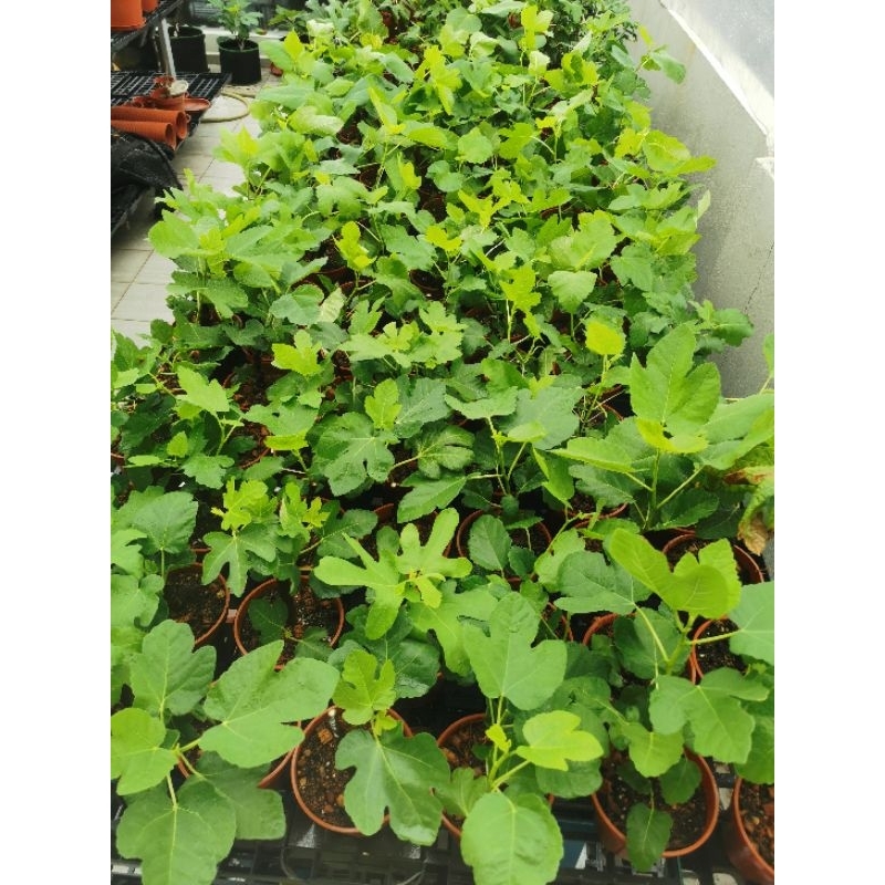 FIG TREE ANAK POKOK TIN 无花果苗（Ready Stock） | Shopee Malaysia
