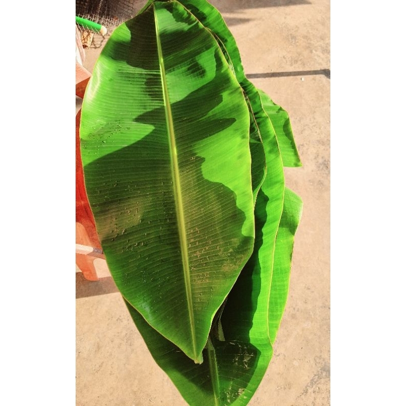🌱 Daun pisang 1 pelepah | Banana leaf 🌱 | Shopee Malaysia