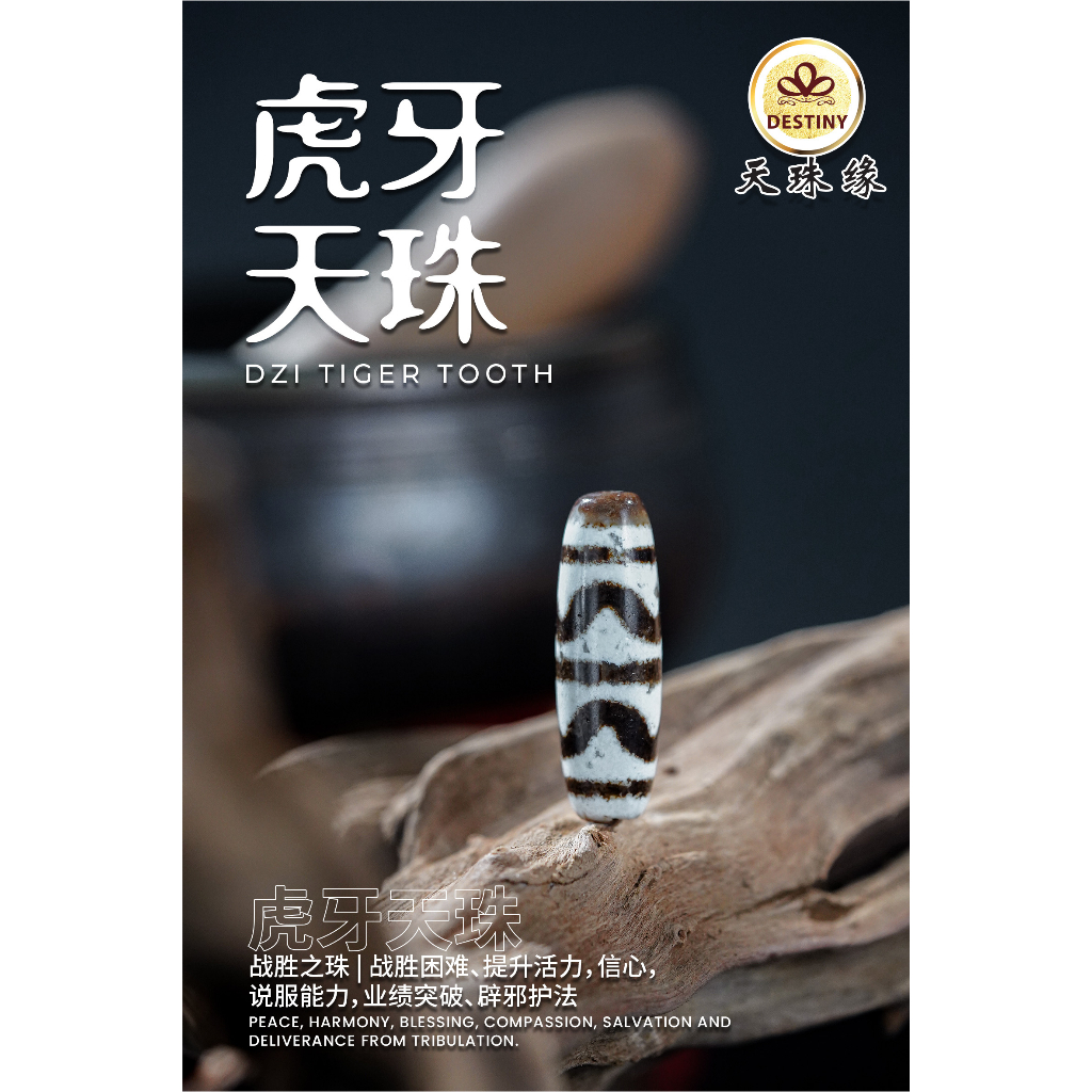 虎牙天珠 TIGER TOOTH DZI 战胜之珠 西藏老天珠 ANTIQUE DZI OPPORTUNITY 手链/项链 Bracelet ...