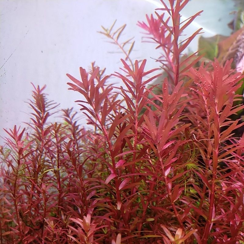 rotala blood red SG (RED AQUATIC PLANT) (emerge form) 6stem | Shopee ...