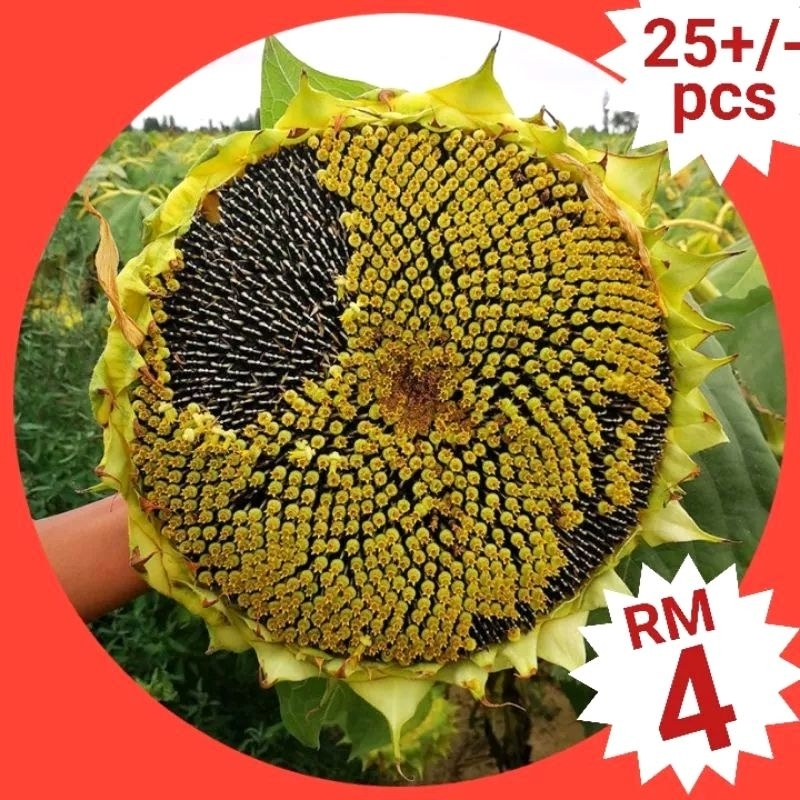 Pelbagai Jenis Biji Benih Bunga Matahari Sunflower Seeds 向日葵种子 Benih ...