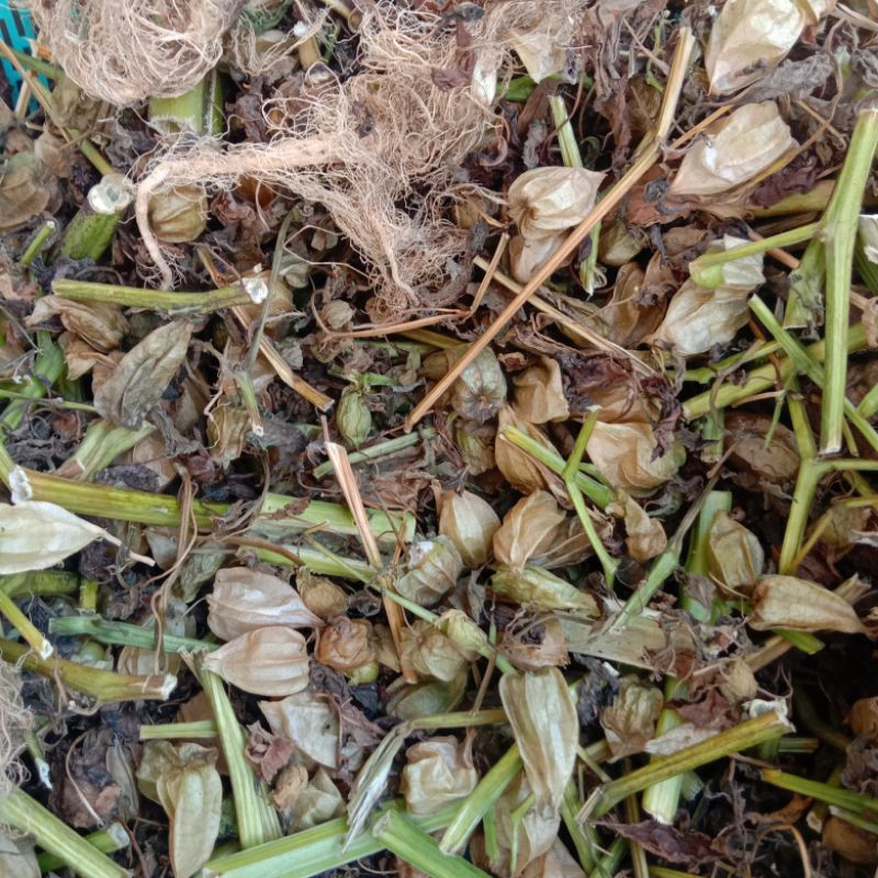 POKOK LETUP KELAMBU / UNTUK STROKE / 50 GRAM LEBIH. | Shopee Malaysia