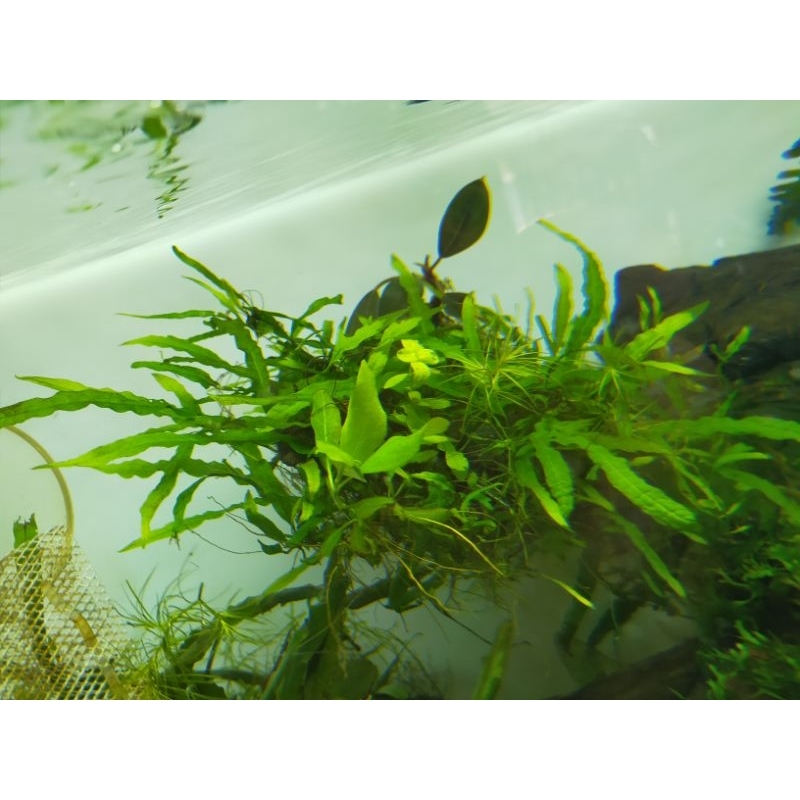 Microsorum pteropus 'Trident fern(lowtech plant) | Shopee Malaysia