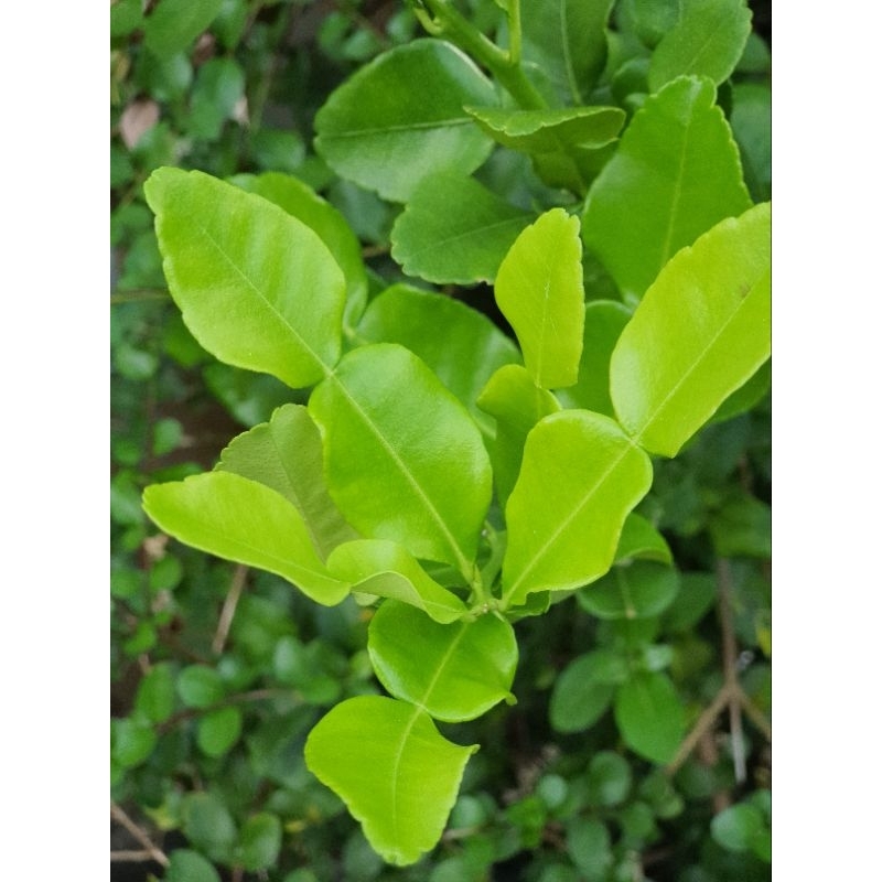 ️‍🔥 ️‍🔥 ️‍🔥MURAH2 🍃Daun limau purut segar 55 helai🍃 | Fresh kaffir lime ...