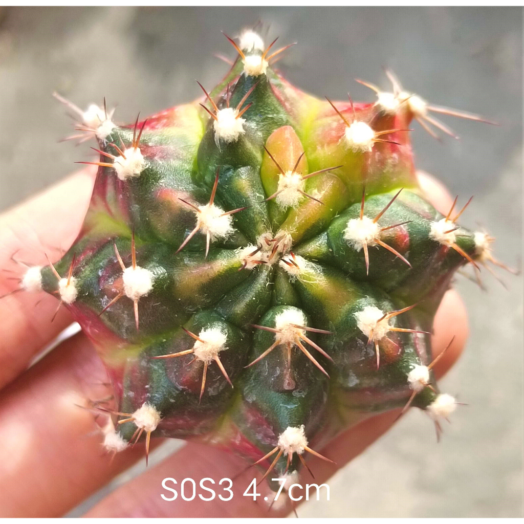 Cactus Gymnocalycium ID SOS SON OF SEPIA (OFFSETS WITH SHORT ROOTS) | Shopee Malaysia