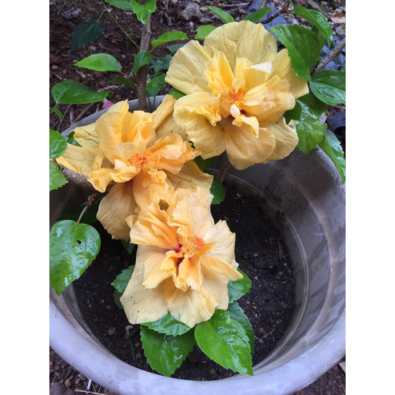 Keratan Pokok Bunga Raya Kuning Berlapis / 4 layered Hibiscus Cuttings ...