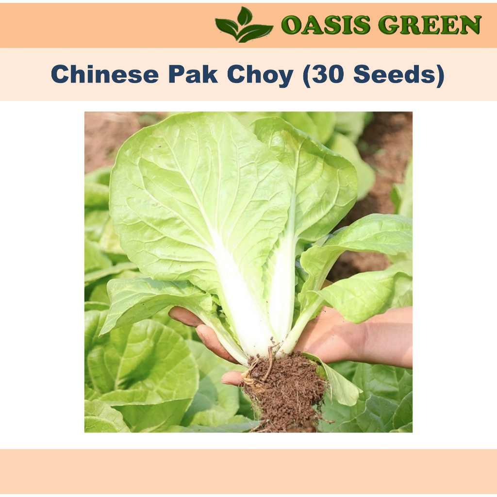 Seeds : Chinese Pak Choy (30 seeds) / 快菜 biji benih | Shopee Malaysia