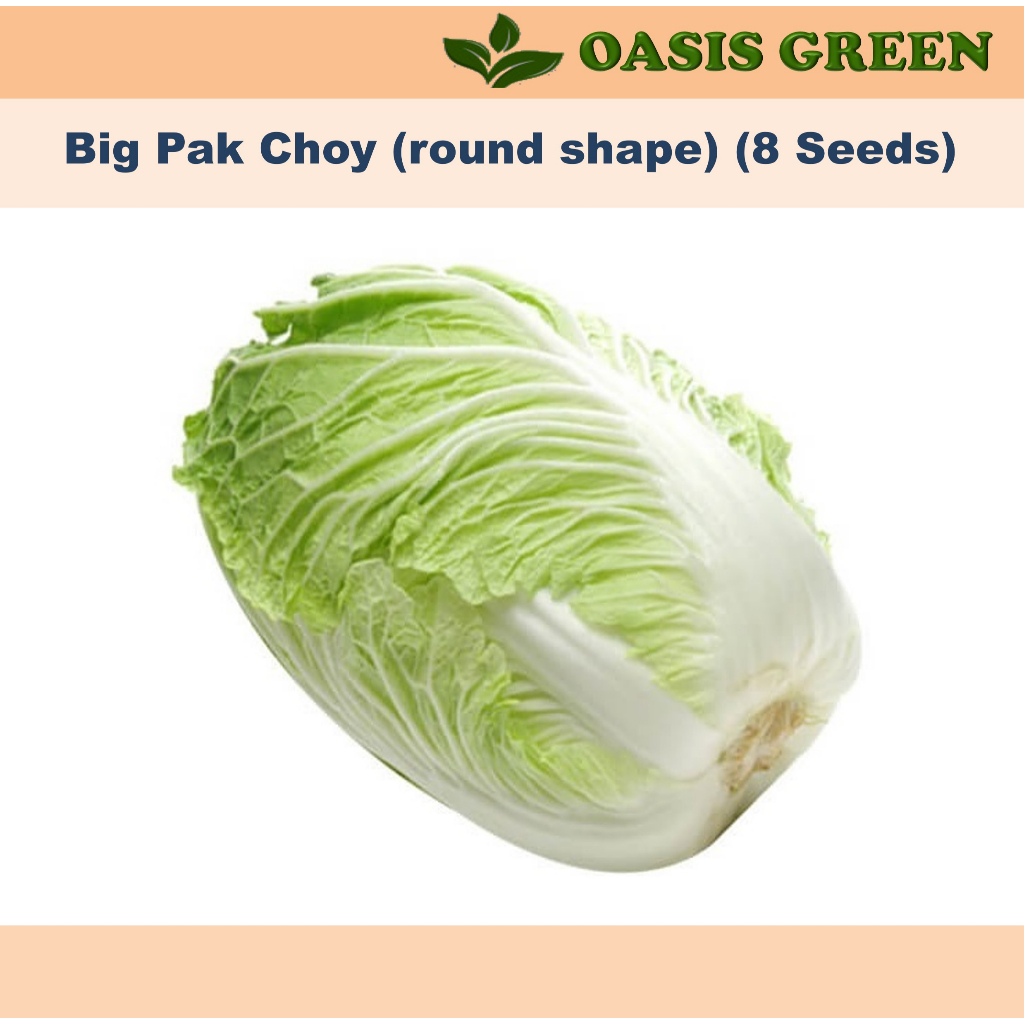 Big Pak Choy (round shape) 8 seeds 球型大白菜 种子 8 粒 | Shopee Malaysia