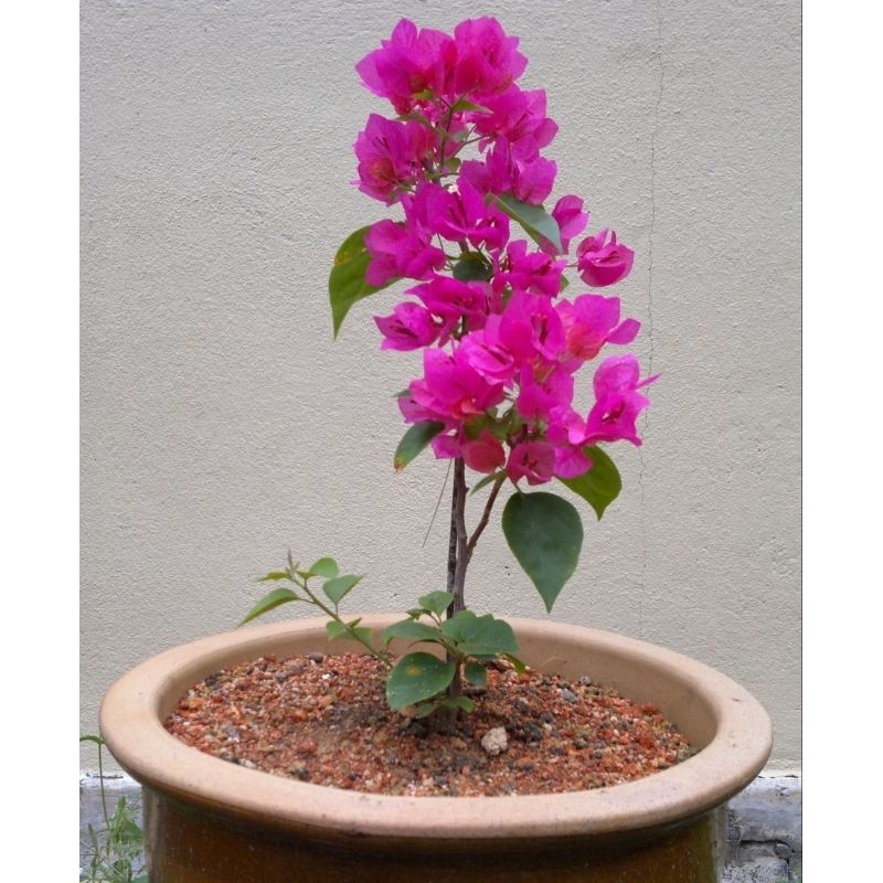 pokok bunga kertas bunga merah jambu | live plants | Shopee Malaysia