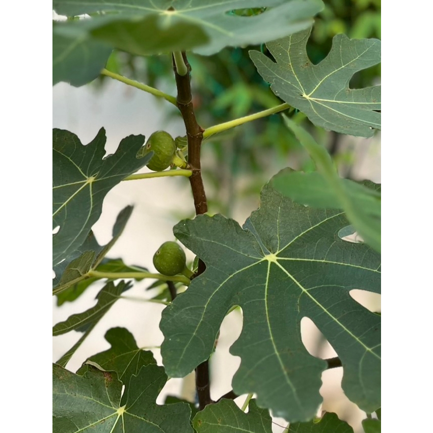 无花果苗/ ANAK POKOK TIN /pokok tin big red fig/mitsui dauphine/SRH/TGF/CTH ...