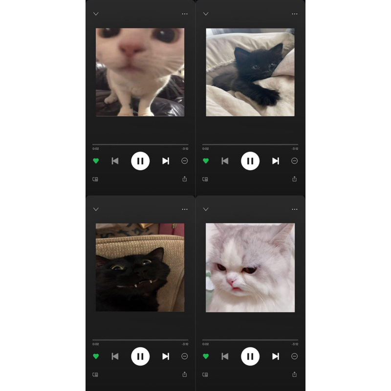 Cute cat / Meme cat polaroid aesthetic | Shopee Malaysia