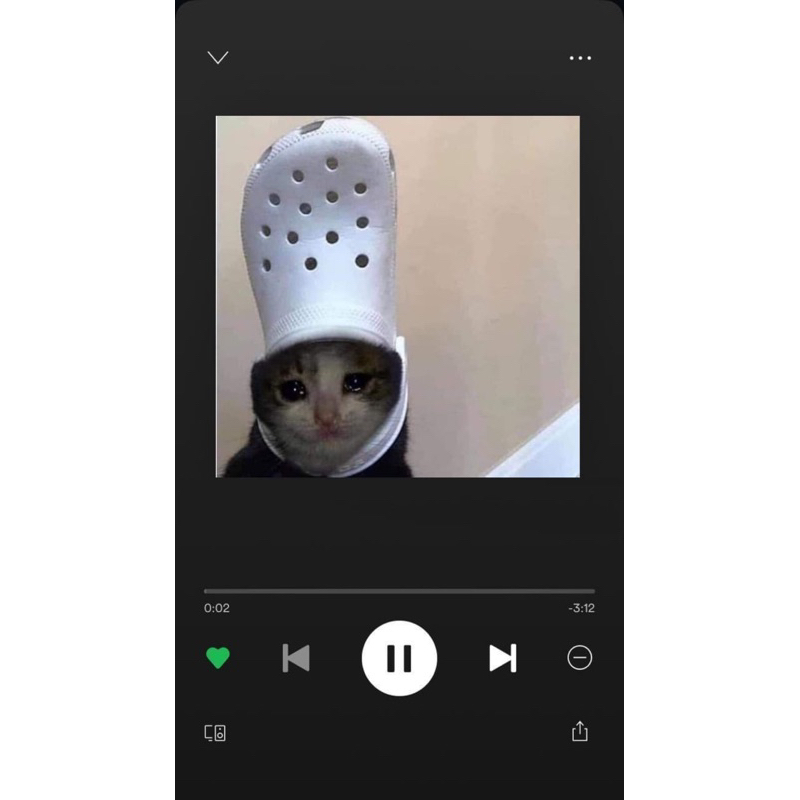 Cute cat / Meme cat polaroid aesthetic | Shopee Malaysia