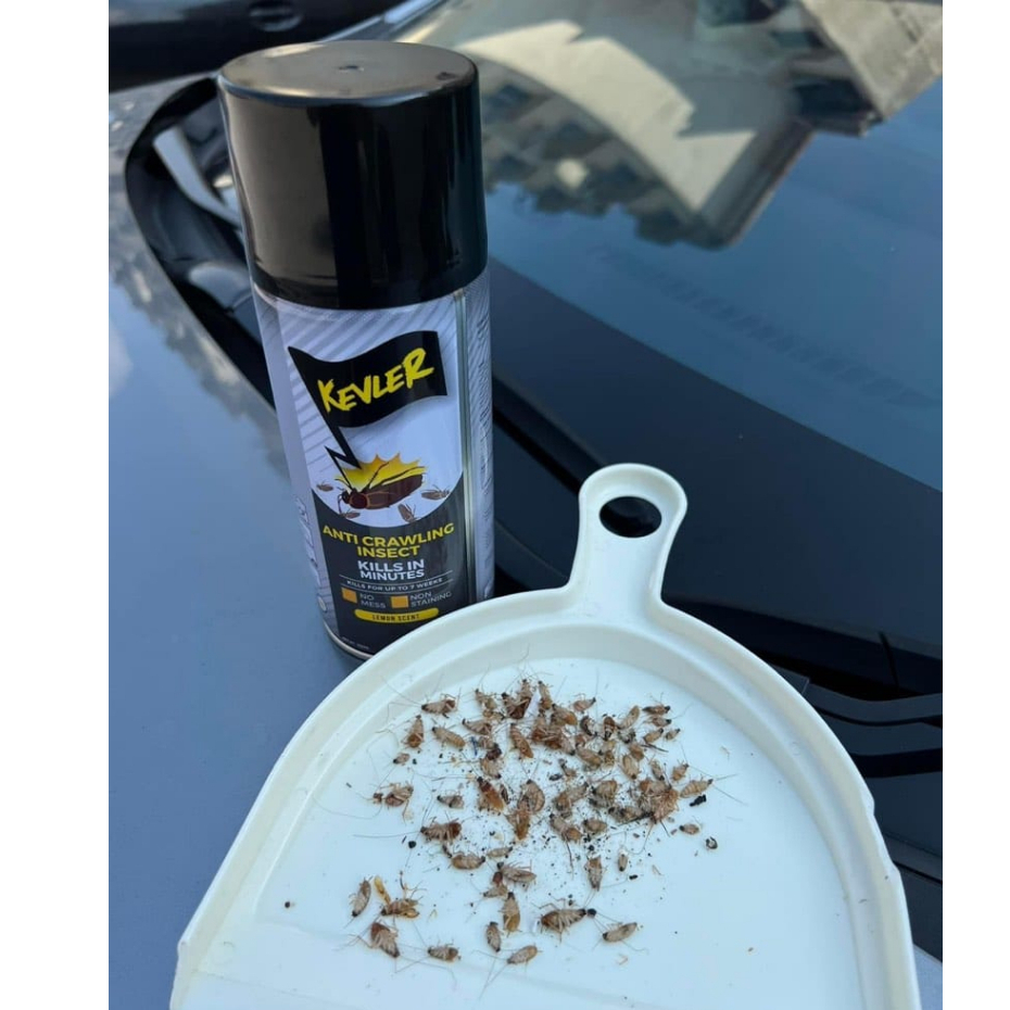 Kevler Keller Pembunuh Lipas Kereta Car Cockroach Killer Spray ...