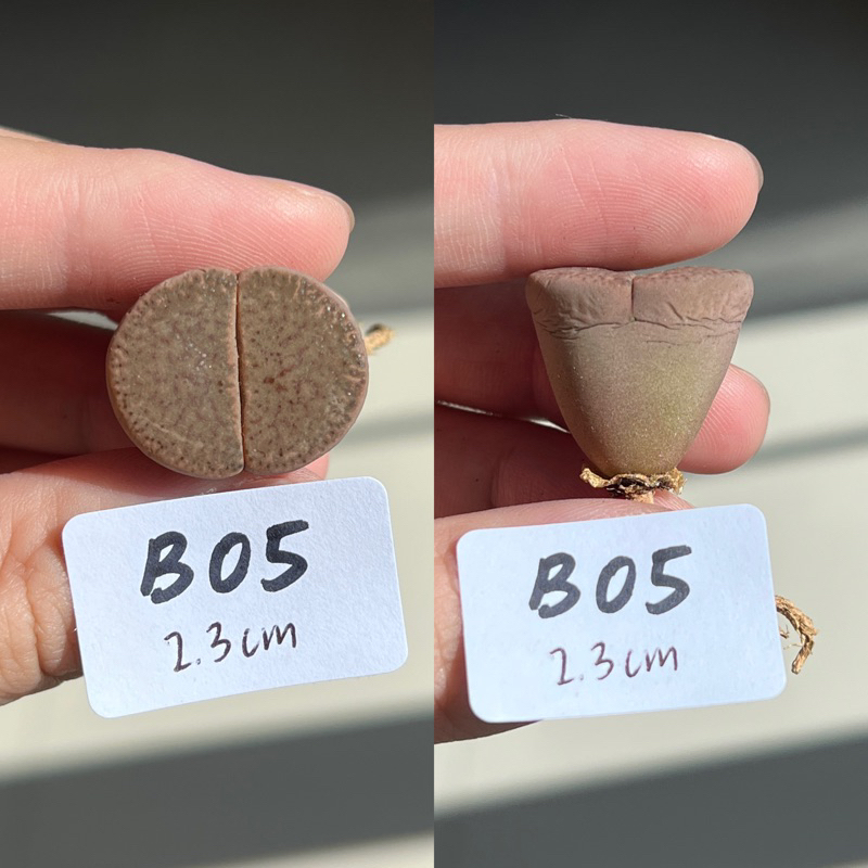 【B05】Big Lithops Plant As Photo 大颗生石花一物一拍 | Shopee Malaysia