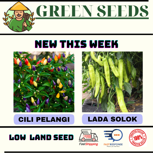 Chili Seeds - Cili Pelangi / Lada Solok (10-15 seed) | Shopee Malaysia