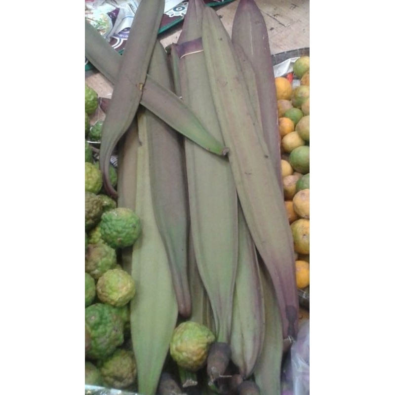 Buah beka/beko bonglai atau Oroxylum indicum segar | Shopee Malaysia