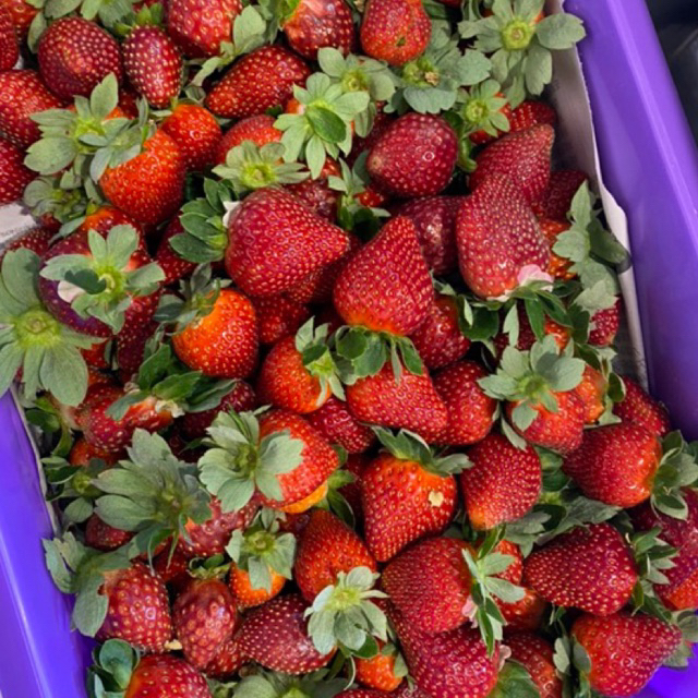 Cameron fresh strawberry 500g+-🍓金马伦新鲜草莓🍓 | Shopee Malaysia