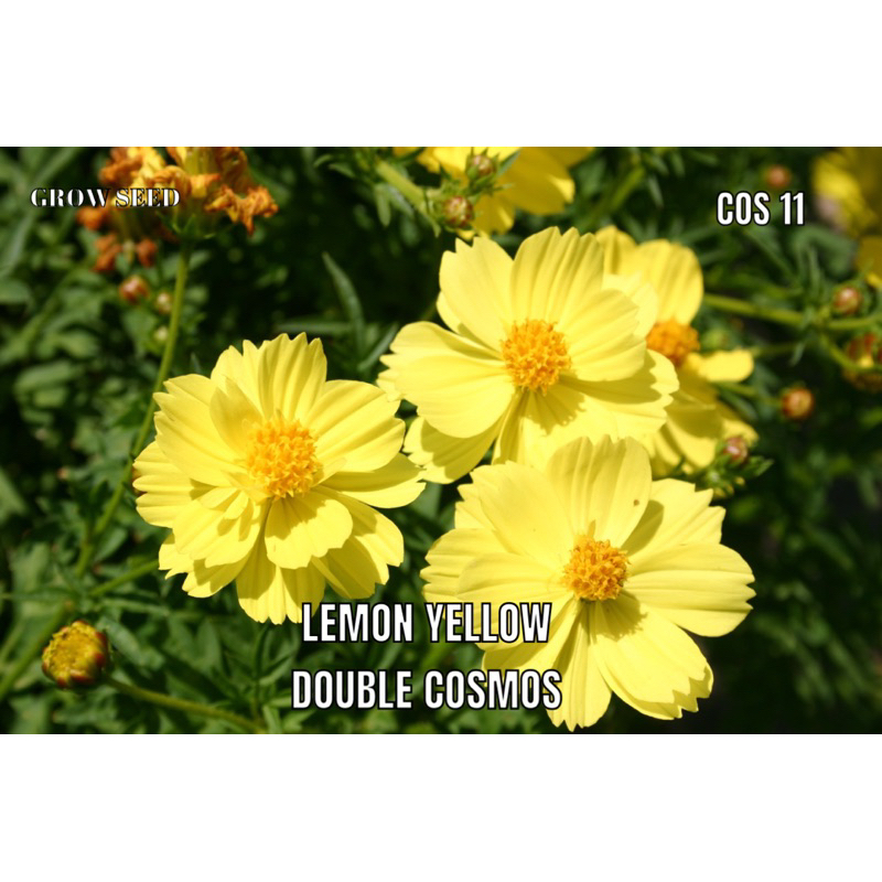LEMON YELLOW DOUBLE COSMOS seed [ COS 11 ] benih cosmos 10 seeds ...