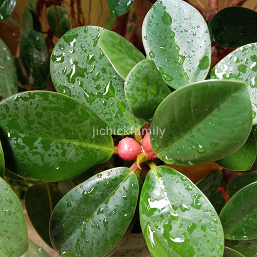 Anak Pokok/ Seedling/ 苗 Ficus Microcarpa/ Chinese Banyan/ Chinese fig ...