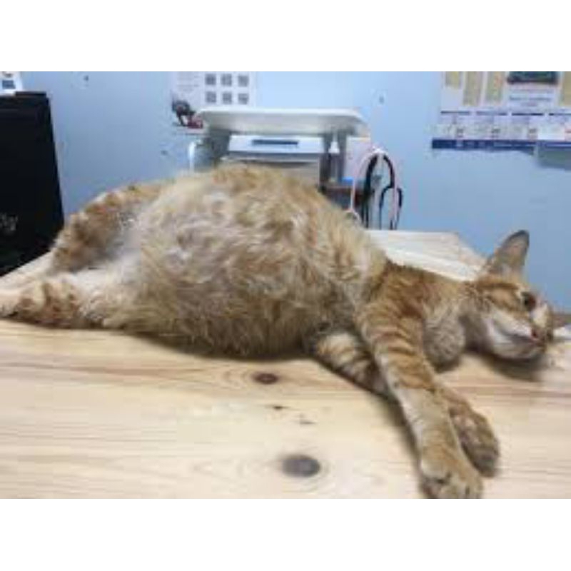 vitamin sakit busung air kucing(ubat busung jqntqn betina) | Shopee ...