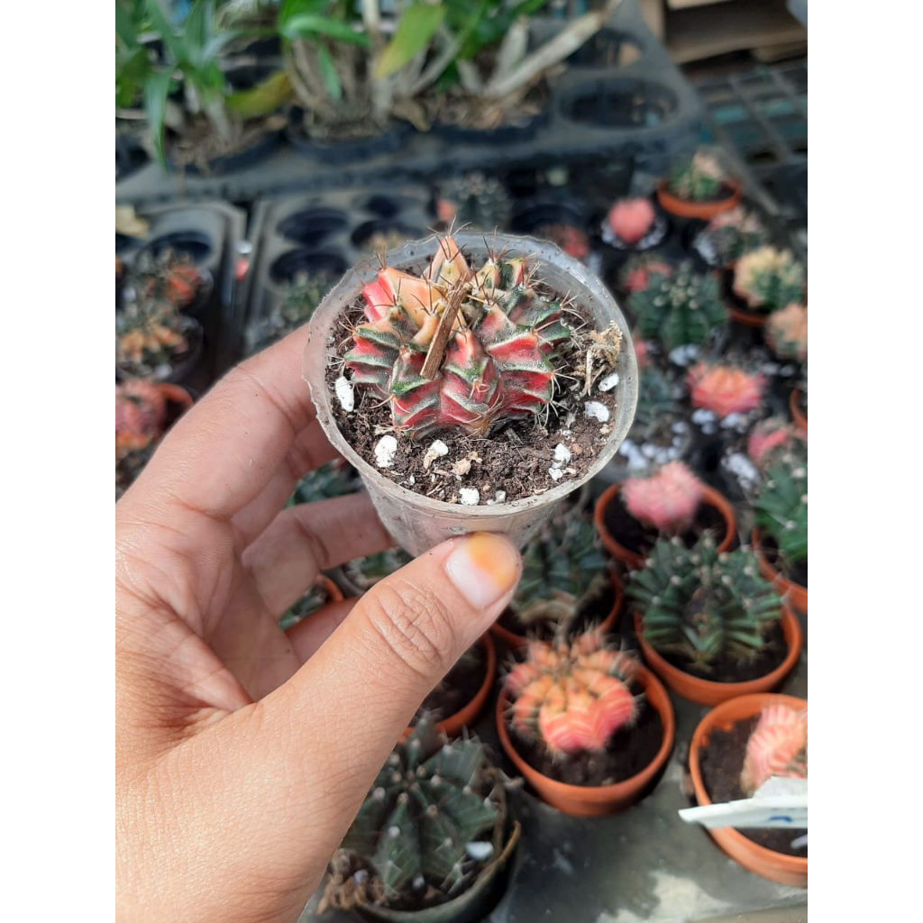 Cactus Variegated in pot. Pokok Kaktus | Shopee Malaysia