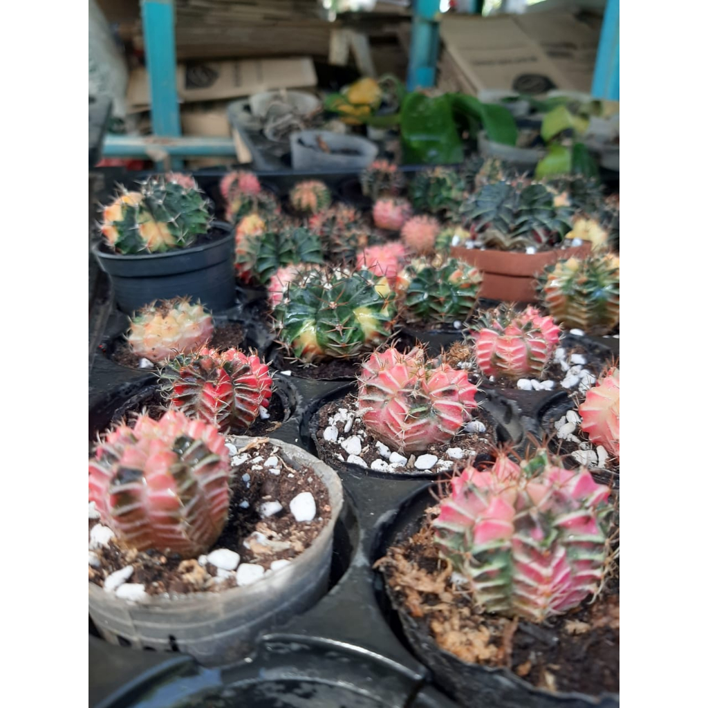 Cactus Variegated in pot. Pokok Kaktus variegated | Shopee Malaysia