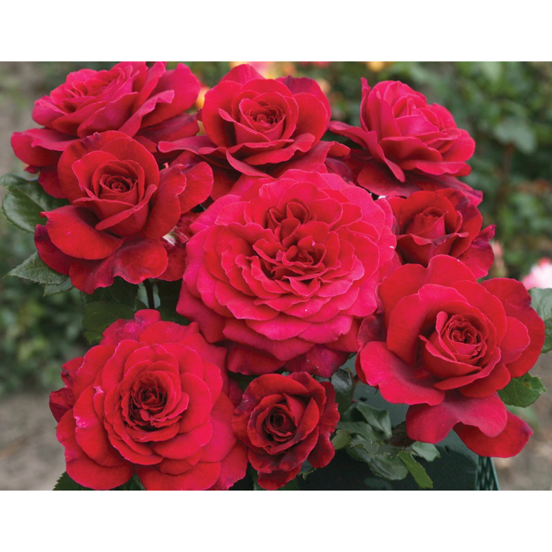 ose plant/ros tahan panas/ros tahan lasak/ros thai/rose tree/ ros murah/ ber ID/ Ros murah/ros ...