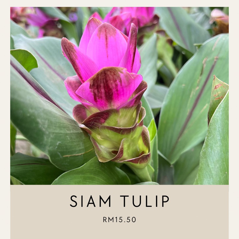 Siam tulip, Thai tulip, Bunga kunyit hiasan | Shopee Malaysia