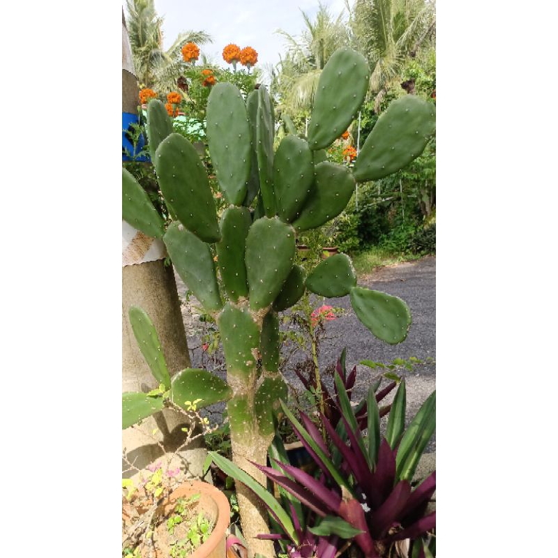 pokok kaktus opentia /nopal | Shopee Malaysia