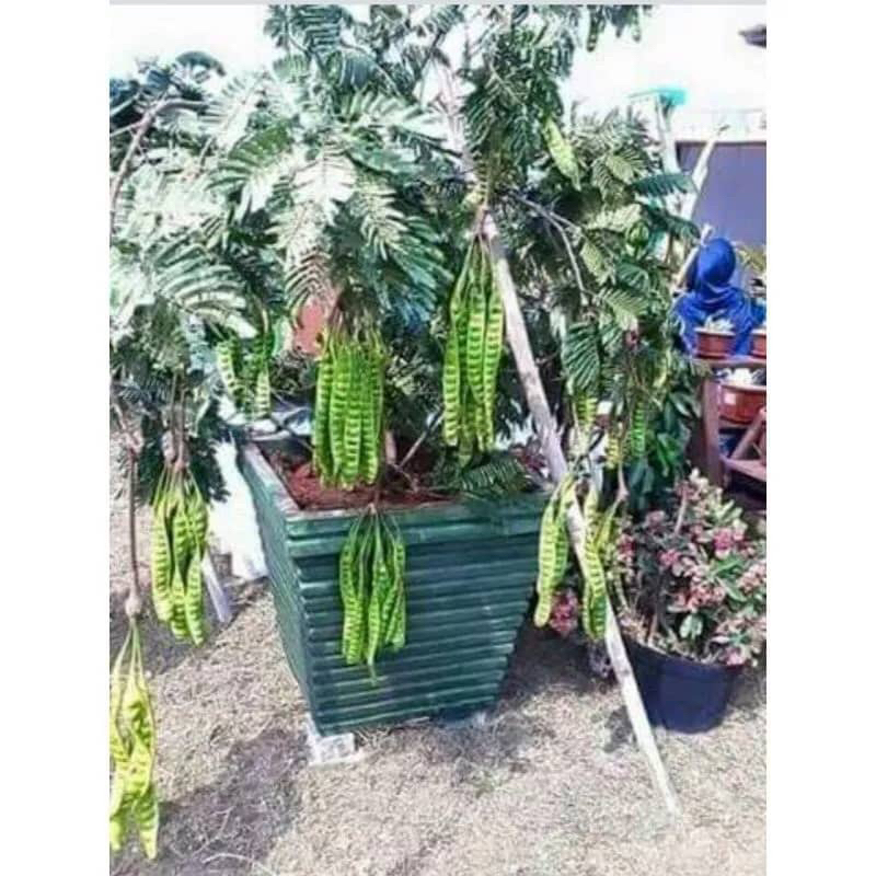 anak pokok petai hybrid/cantuman 100% original thai pokok tinggi 1.5 ...