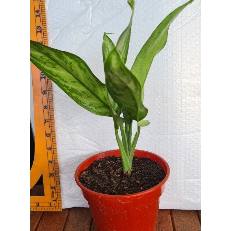 Aglaonema Jubilee Chinese Evergreen Tropical Plants | Shopee Malaysia
