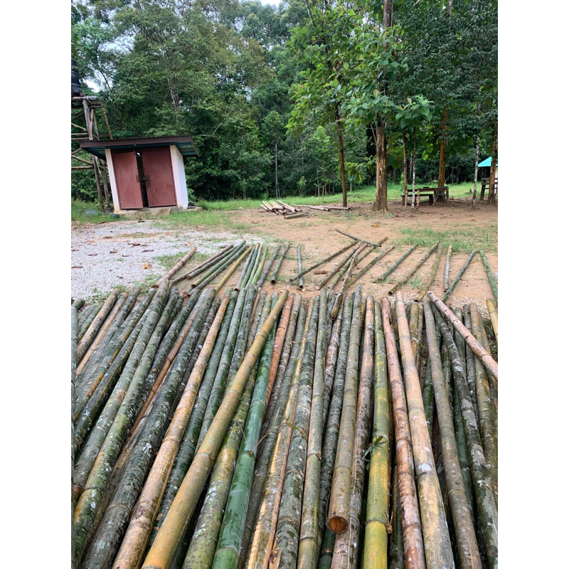 BULUH PANCANG PANJANG 1kaki | Shopee Malaysia