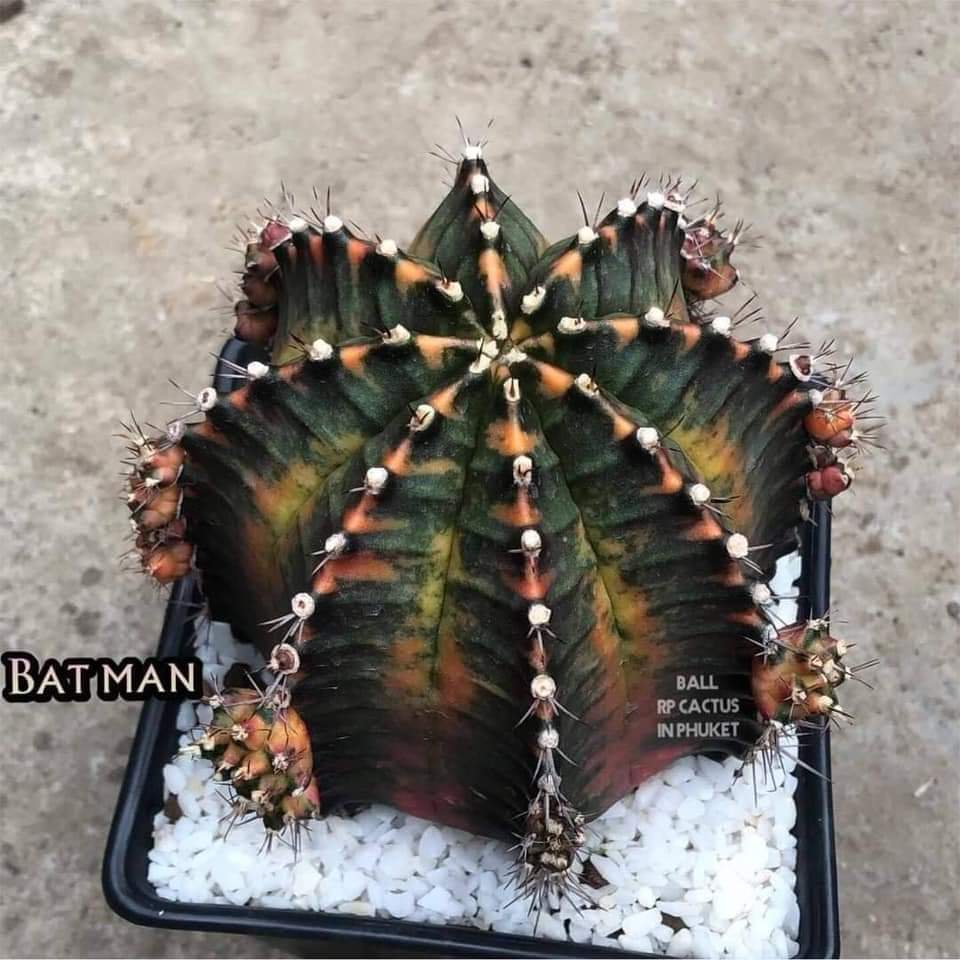 GYMNOCALYCIUM ID BATMAN CACTUS (OFFSETS WITH SHORT ROOTS) | Shopee Malaysia