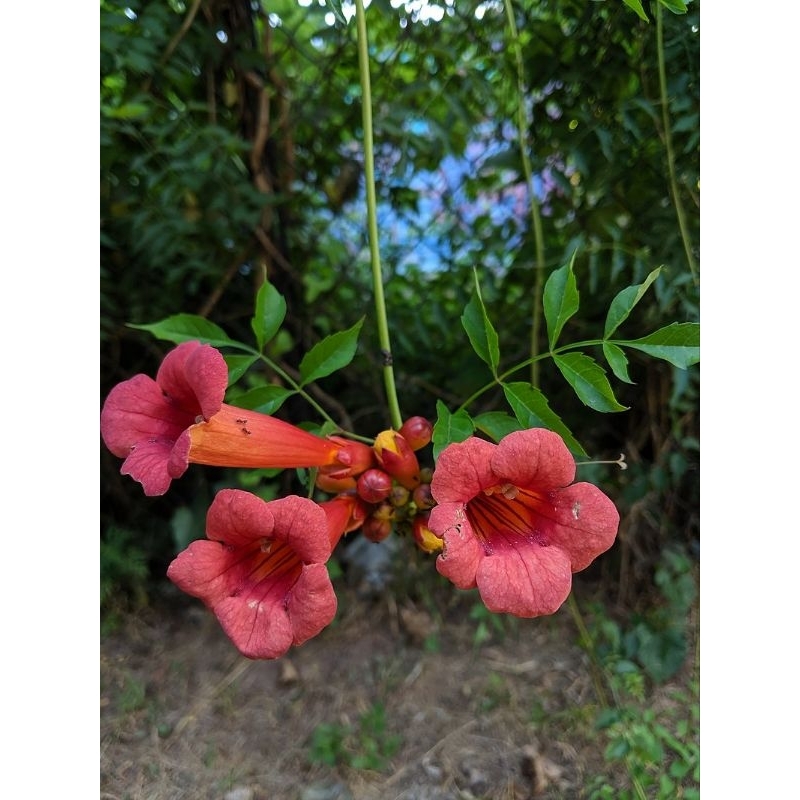 trumpet Vine plant/ campsis radicands/climbing plant | Shopee Malaysia
