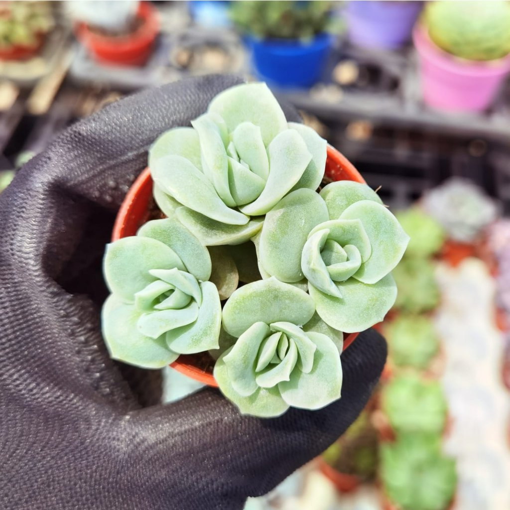 MOVEE-Succulent Live Plants (Multihead) 可爱玫瑰 Echeveria 'Lovely Rose' | Shopee Malaysia