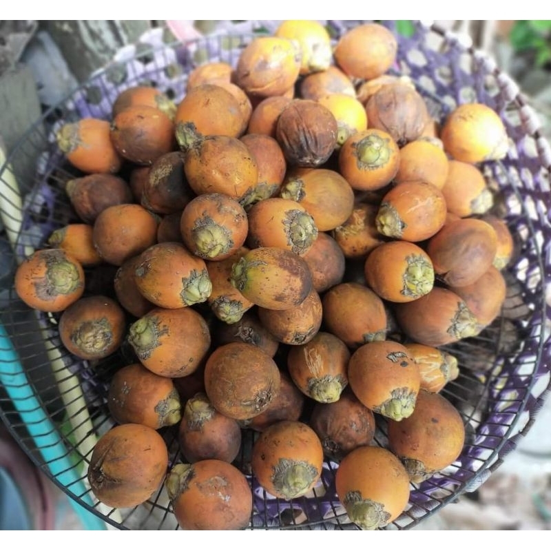 Buah Pinang Fresh dari Pokok | Shopee Malaysia