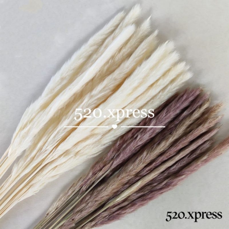 Reed Flower 70-75cm Pampas Grass Dry Dried Natural Bunga Kering Rumah ...