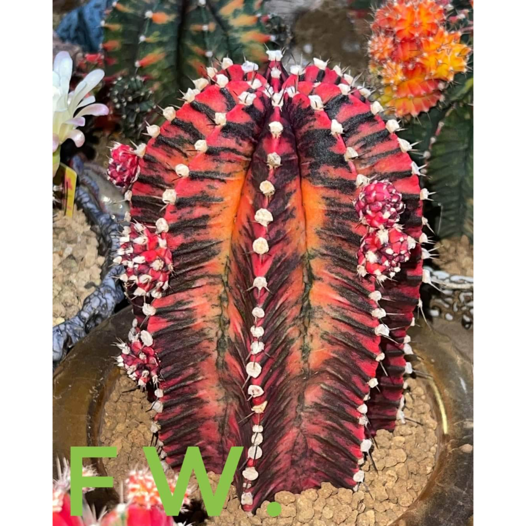 GYMNOCALYCIUM ID FIREWORK CACTUS (OFFSETS WITH SHORT ROOTS) | Shopee ...